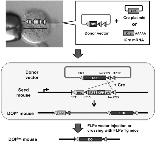 Development of Pronuclear Injection-Based Targeted Transgenesis in Mice ...
