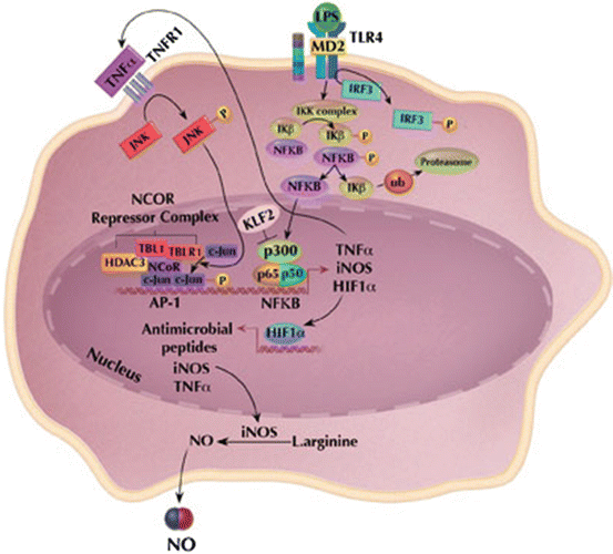 Kruppel-Like Factors in Monocyte–Macrophage Biology | SpringerLink