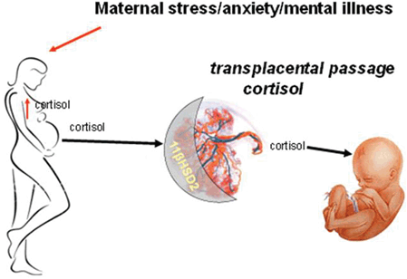 Prenatal Stress and Its Effects on the Fetus and the Child: Possible ...