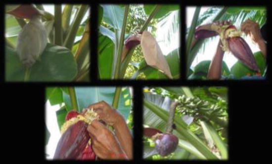 Abaca ( Musa textilis Nee) Breeding in the Philippines | SpringerLink