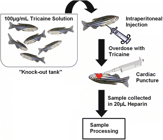 Mast Cell Development and Function in the Zebrafish | SpringerLink