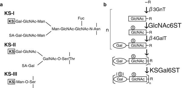 Keratan Sulfate: Biosynthesis, Structures, and Biological Functions ...