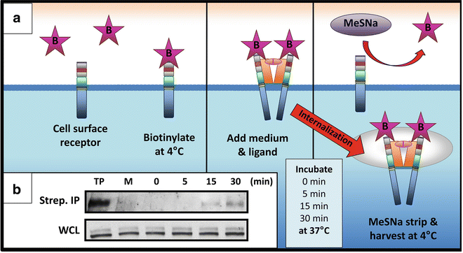 Cell Surface Biotinylation of Receptor Tyrosine Kinases to Investigate Intracellular Trafficking ...