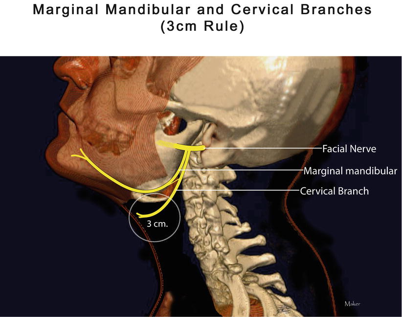 The Neck | SpringerLink