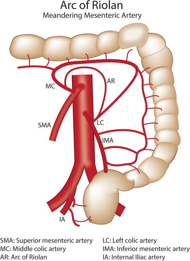Retroperitoneum and Great Vessels in the Abdomen | SpringerLink