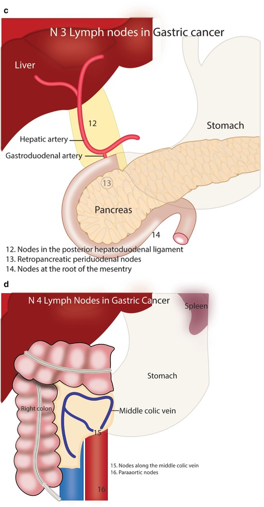 Stomach | SpringerLink