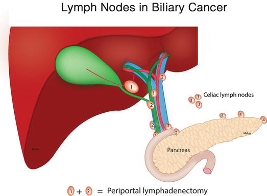 Extrahepatic Biliary Tract and Gallbladder | SpringerLink