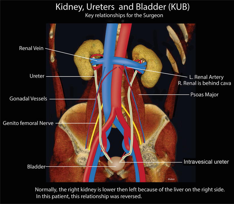 Urinary System | SpringerLink