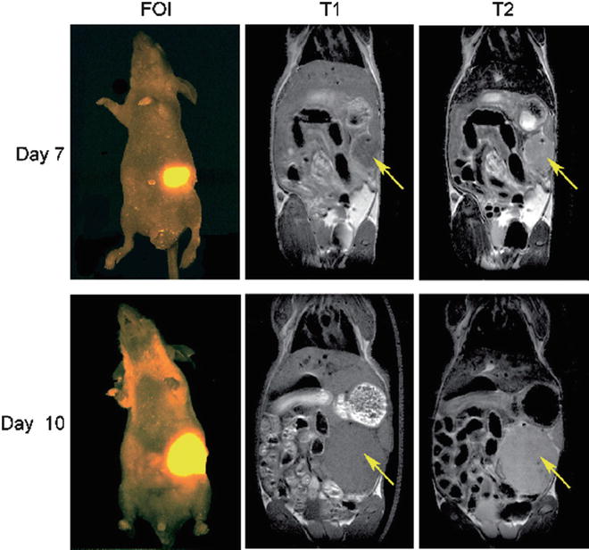 Tumor Imaging Technologies in Mouse Models | SpringerLink