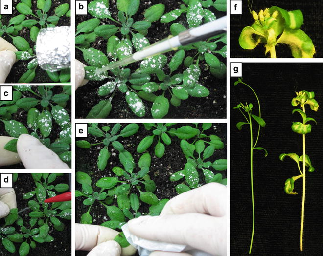 Establishment of an Efficient Virus-Induced Gene Silencing (VIGS) Assay ...
