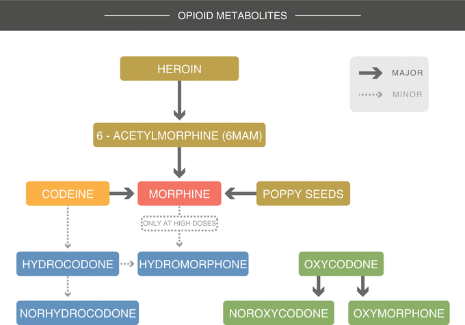 Urine Toxicology Screen | SpringerLink