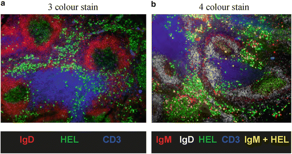 The SWHEL System for High-Resolution Analysis of In Vivo Antigen ...