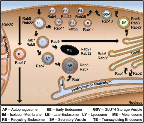 Rab Family of GTPases | SpringerLink
