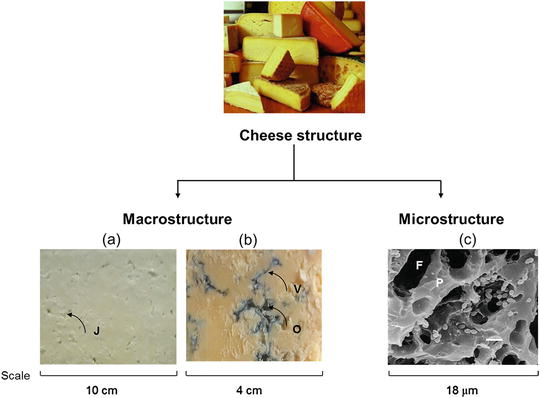 Protein in Cheese and Cheese Products: Structure-Function Relationships ...