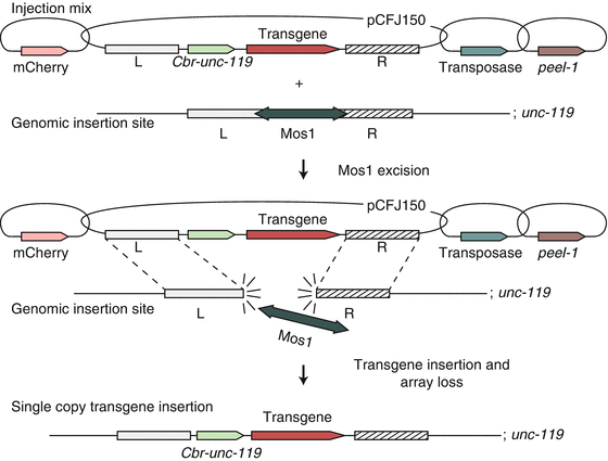 Transposon-Assisted Genetic Engineering with Mos1-Mediated Single-Copy ...