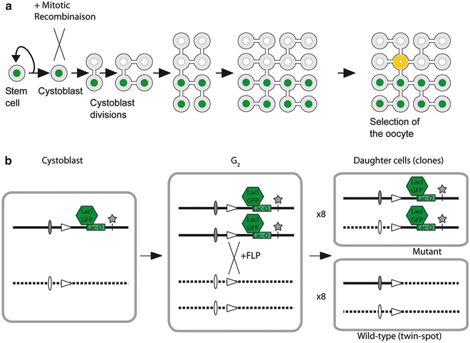 Mosaic Analysis in the Drosophila melanogaster Ovary | SpringerLink