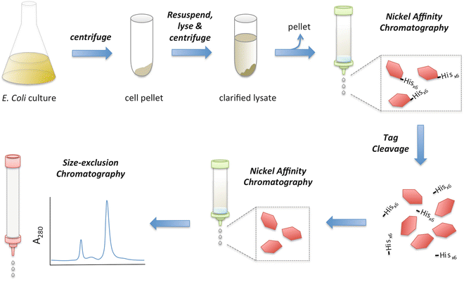 Expression and Purification of the Individual Bam Components BamB–E ...