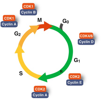 Cell Cycle Control: A System of Interlinking Oscillators | SpringerLink