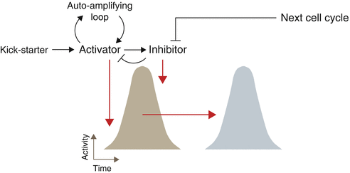 Cell Cycle Control: A System of Interlinking Oscillators | SpringerLink