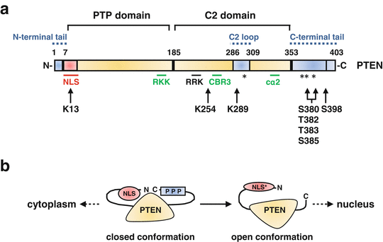 Assessing PTEN Subcellular Localization | SpringerLink