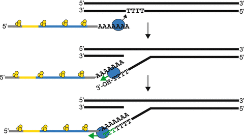 LEAP: L1 Element Amplification Protocol | SpringerLink