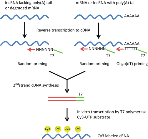 Long Noncoding RNA Expression Profiling Using Arraystar LncRNA Microarrays | SpringerLink