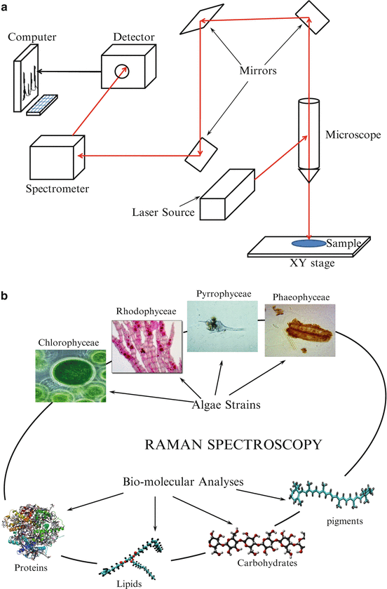 Spectroscopic Experiments: A Review of Raman Spectroscopy of Biological ...