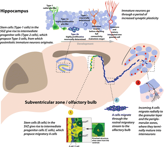 Adult Neurogenesis | SpringerLink