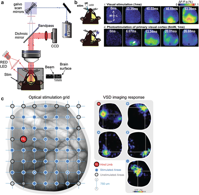 Optogenetic Approaches for Mesoscopic Brain Mapping | SpringerLink