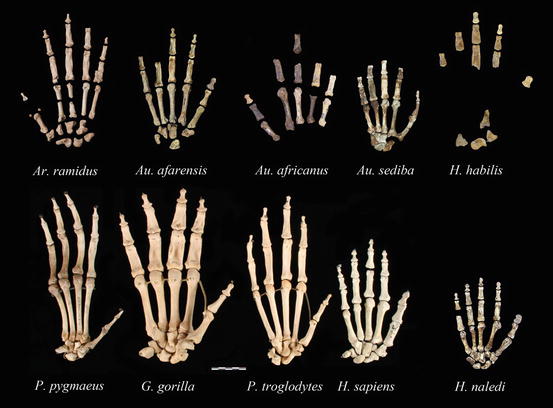 Evolution of the Early Hominin Hand | SpringerLink