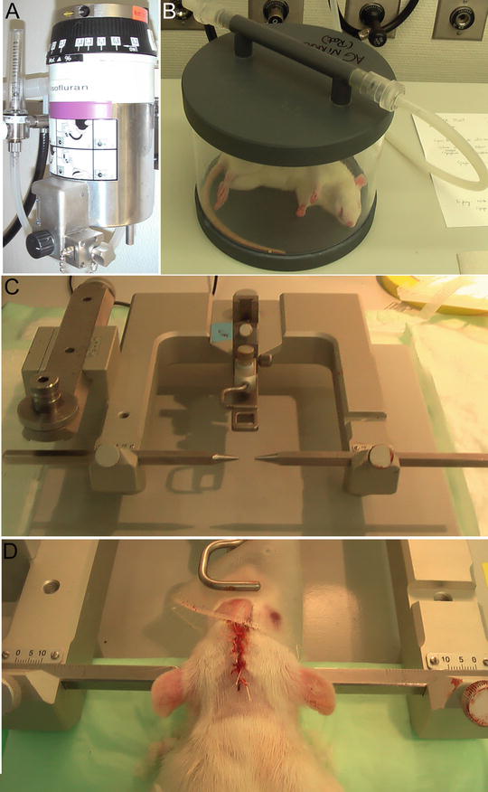 Stereotactic Surgery in Rats | SpringerLink