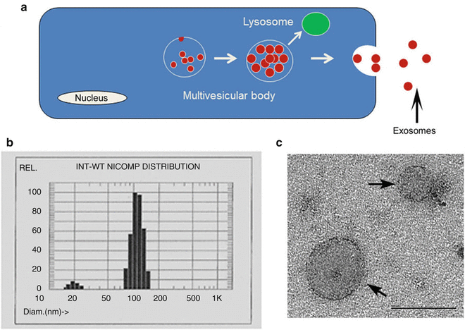 Cardiac Myocyte Exosome Isolation | SpringerLink