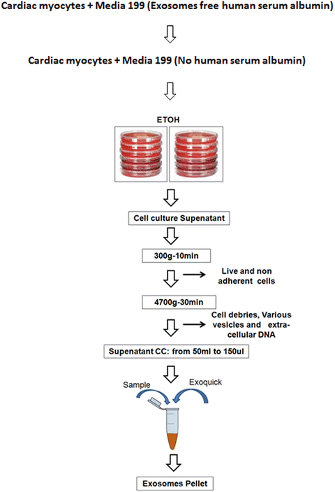 Cardiac Myocyte Exosome Isolation | SpringerLink
