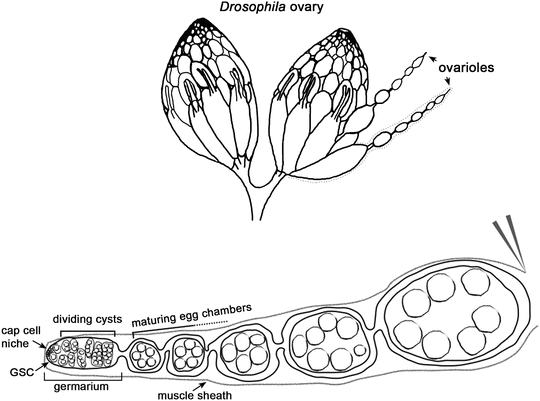 Live-Cell Imaging of the Adult Drosophila Ovary Using Confocal ...