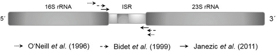 Direct PCR-Ribotyping of Clostridium difficile | SpringerLink