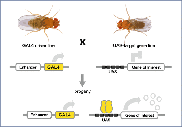 The GAL4 System: A Versatile System for the Manipulation and Analysis ...