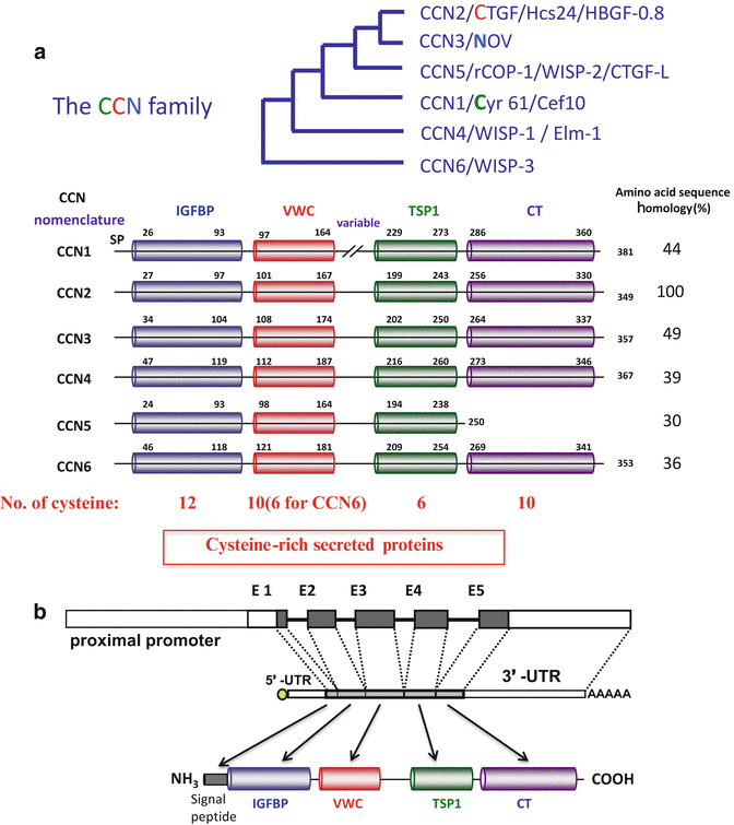 The CCN Proteins: An Overview | SpringerLink