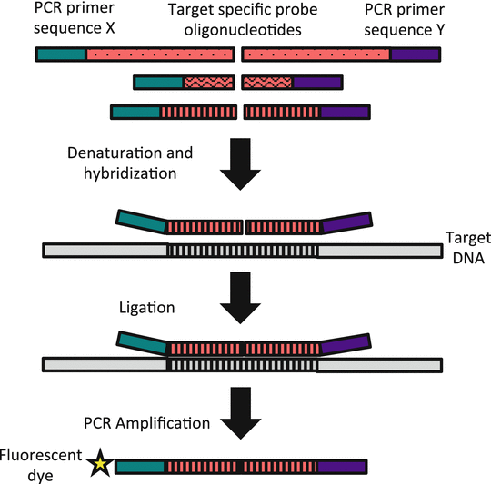 Genotyping Multiallelic Copy Number Variation With Multiplex Ligation Dependent Probe