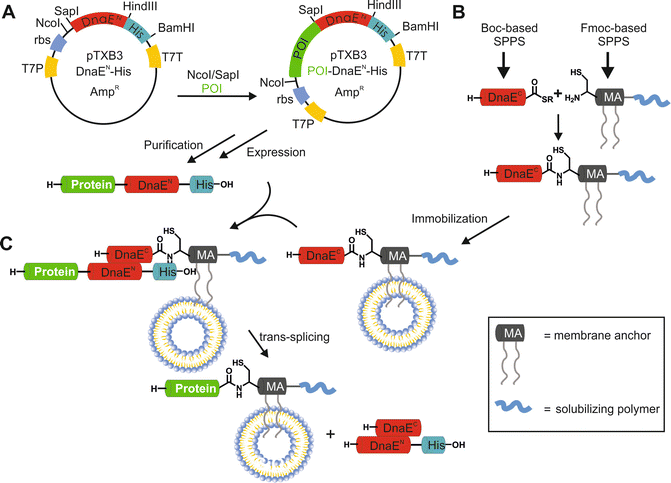 Semisynthesis of Membrane-Attached Proteins Using Split Inteins ...