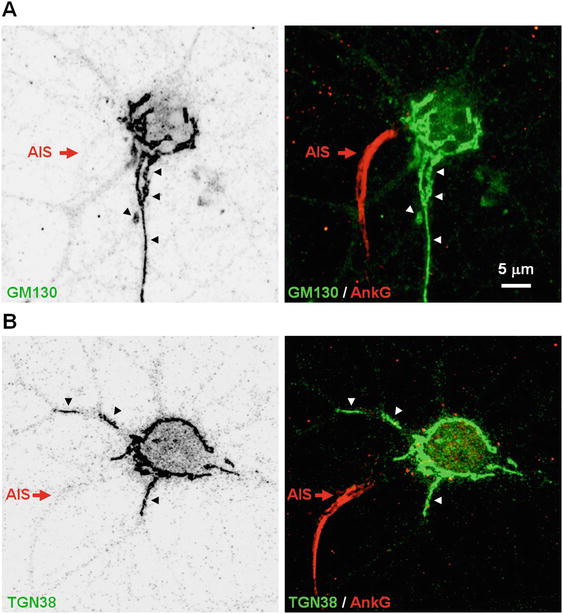Imaging the Polarized Sorting of Proteins from the Golgi Complex in ...