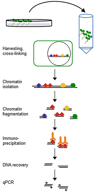 Studying Transcription Factor Binding to Specific Genomic Loci by ...