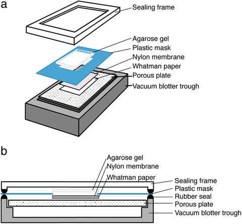 Nonradioactive Northern Blot Analysis to Detect Ebola Virus Minigenomic ...