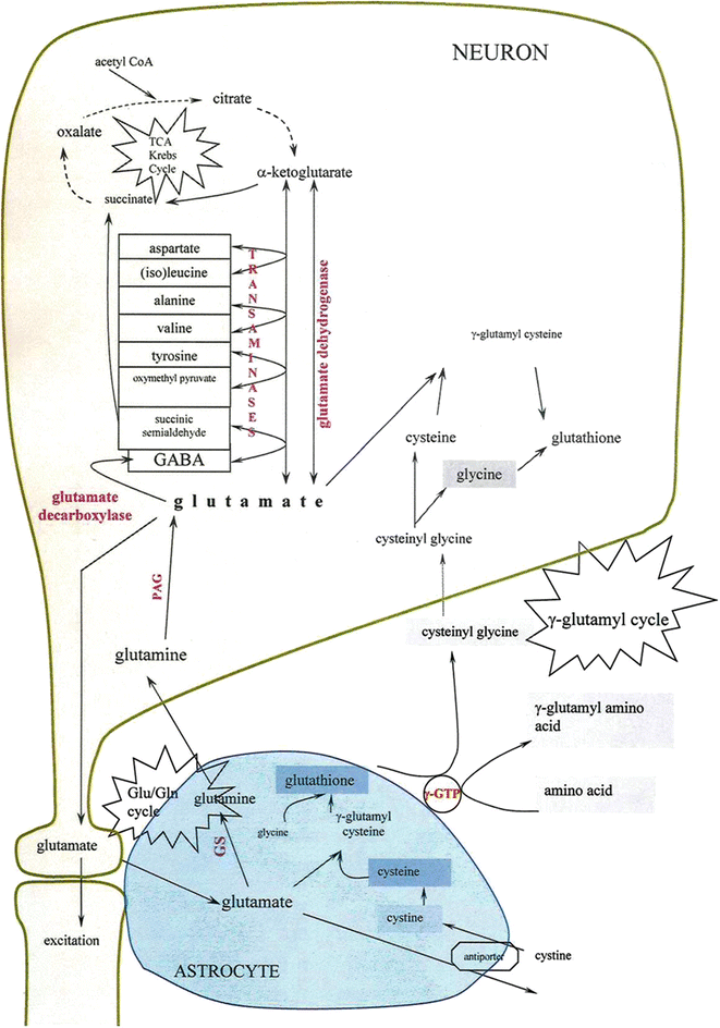 Enzymes of Glutamate System | SpringerLink