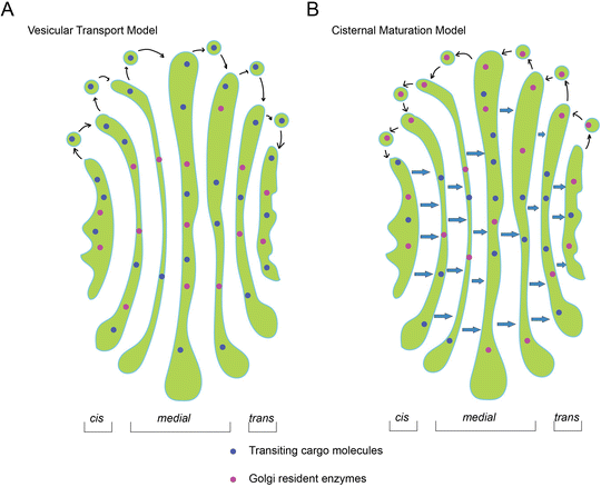An Overview of Protein Secretion in Yeast and Animal Cells | SpringerLink