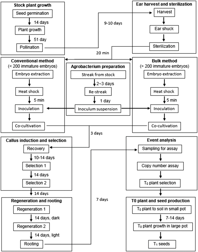 Advances in Agrobacterium-mediated Maize Transformation | SpringerLink