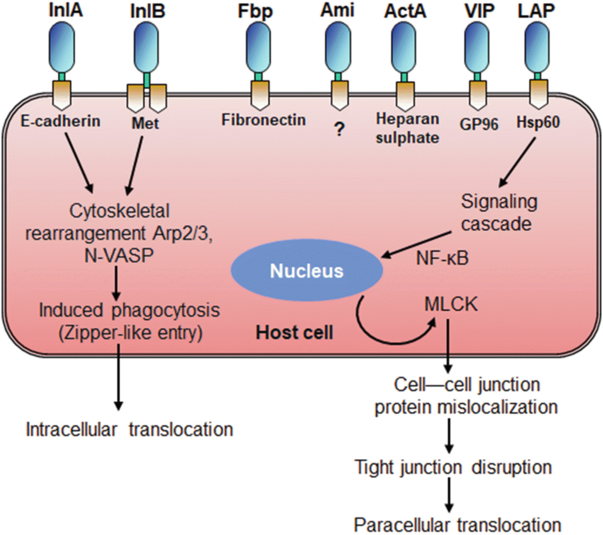 Listeria monocytogenes | SpringerLink