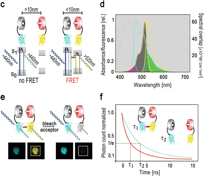 2in1 Vectors Improve In Planta BiFC and FRET Analyses | SpringerLink