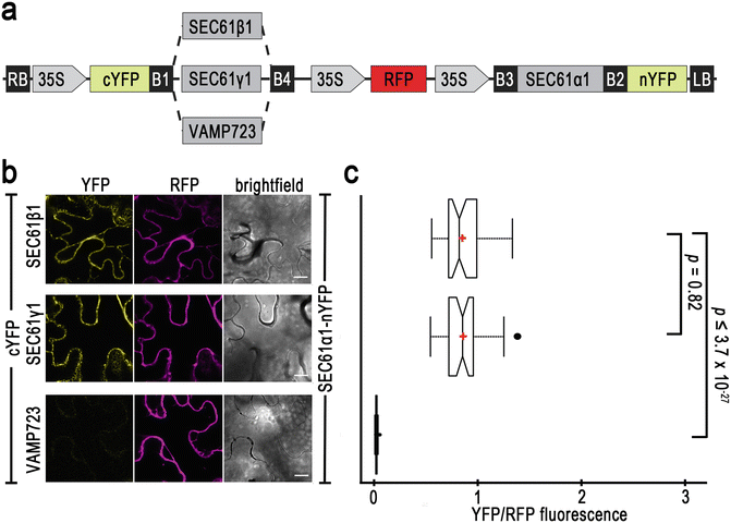 2in1 Vectors Improve In Planta BiFC and FRET Analyses | SpringerLink