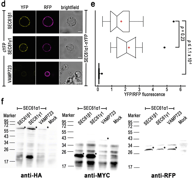 2in1 Vectors Improve In Planta BiFC and FRET Analyses | SpringerLink
