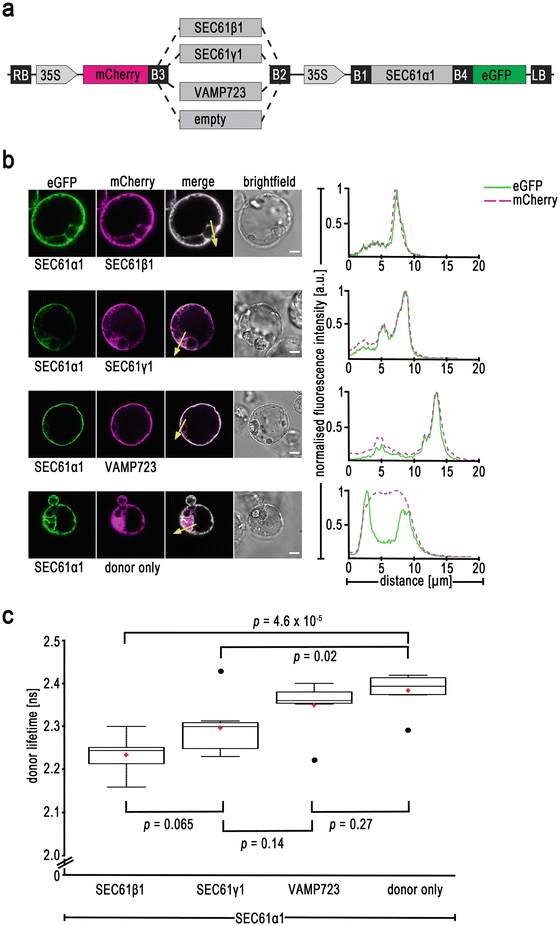 2in1 Vectors Improve In Planta BiFC and FRET Analyses | SpringerLink